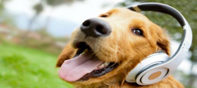 Radio Can: La primera radio para perros – El Radioescucha